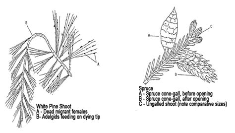 Pine Leaf Adelgid Forest Health And Monitoring Maine Forest Service