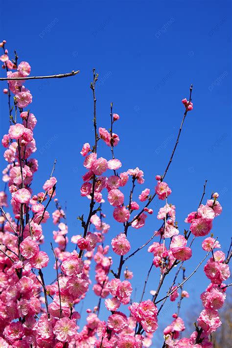 이른 봄 이른 봄에 낭만적인 분홍색 벚꽃 배경 봄기운 봄의 맛 전망 배경 일러스트 및 사진 무료 다운로드 Pngtree