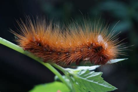 Macro Shot Of The Red Hair Caterpillar Caterpillar Moth Saturnia Pavonia Feeding On Leaves
