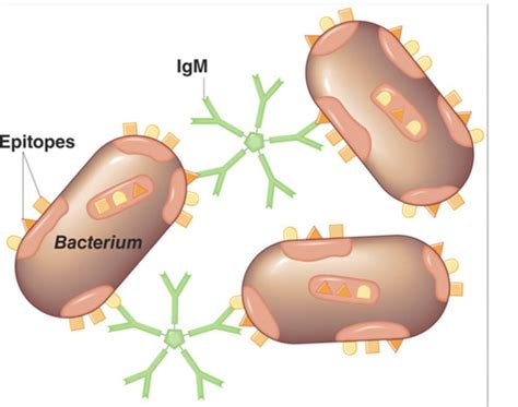 3 Immunohematology Flashcards Quizlet