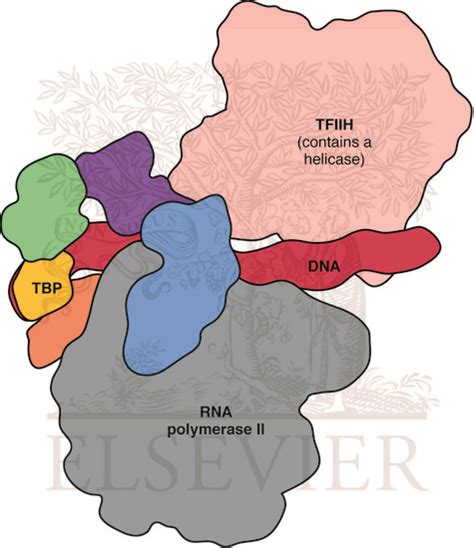 Model Of General Transcription Factors That Are Part Of A Preinitiation