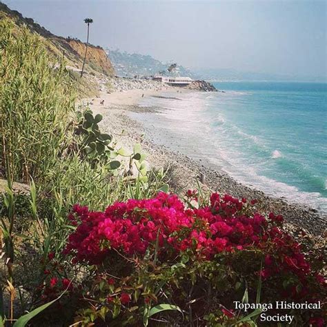 Bougainvillea Arundo And Cactus Grow On Topanga Beach · Topanga