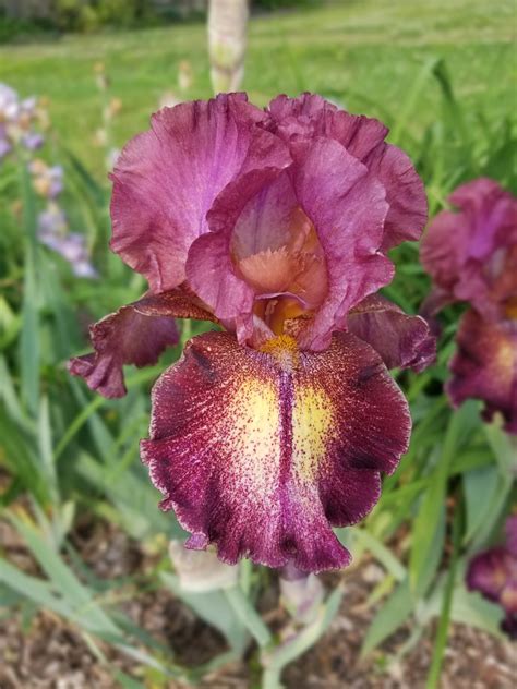 Iris Colortart Maroon Tall Bearded Iris Etsy