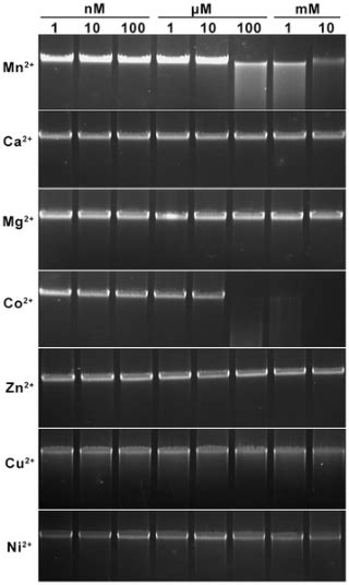 Cleavage Of Phosphorothioated Dna And Methylated Dna By The Type Iv