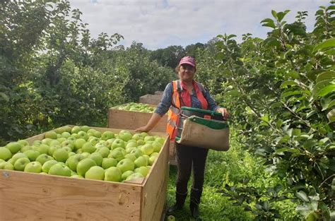 10 Fruit Picking Jobs In Australia With Visa Sponsorship 2024 Clamlandia