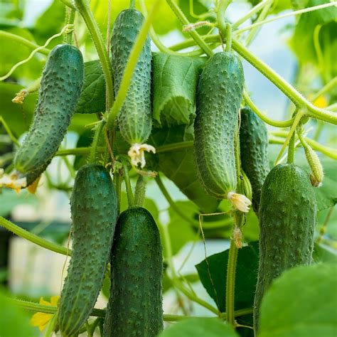 Cornichon Fin De Meaux 10 Graines Graines Tunisie Graines