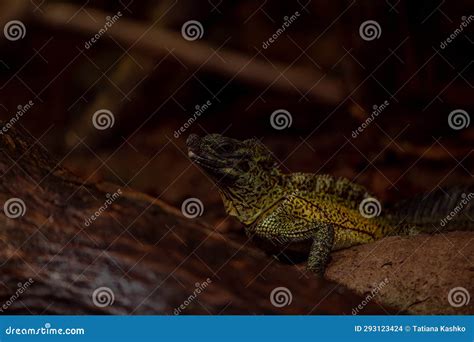 Philippine Sailfin Lizard A Shy And Fantastically Coloured Lizard