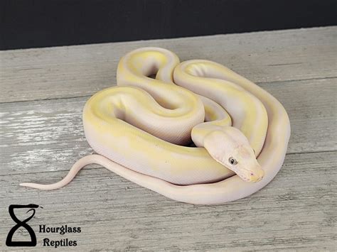 Cow Reticulated Python By Hourglass Reptiles Morphmarket