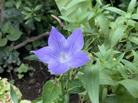 あなたの考える親孝行は親が考えるそれと違うかもしれない Annesポット