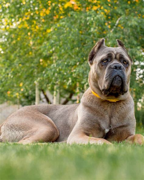 11 Cane Corso Colors And Markings With Pictures