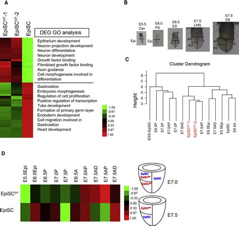 Suppressing Nodal Signaling Activity Predisposes Ectodermal