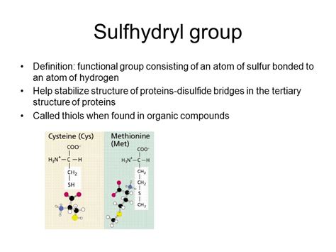 Sulfhydryl Group