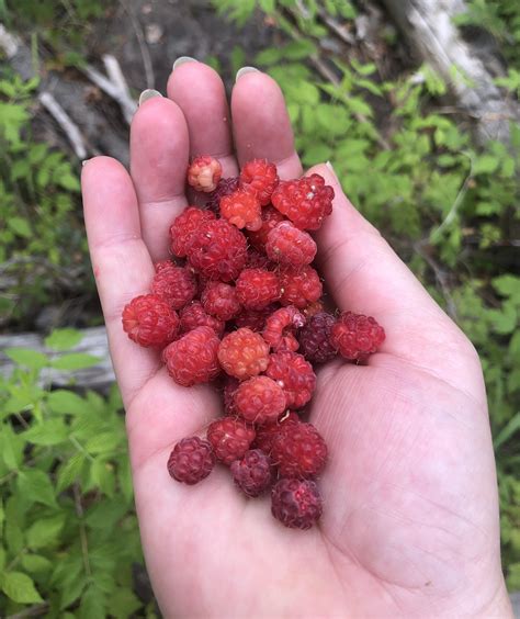 Wild Raspberries Picked Along Hiking Trail At Christopher Creek