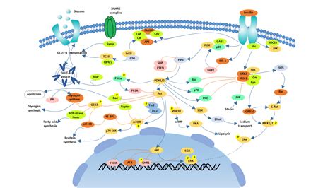 Insulin Signaling Pathway Cusabio