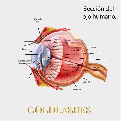Anatomía Simple Del Ojo