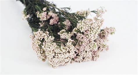 Preserved Rice Flower Bundle Dry Flower Bunch Vase Filling Dried