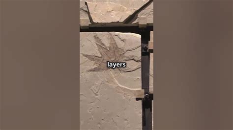 The Amazing Process Of Fossil Creation Youtube