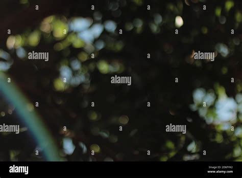 Blur Nature Tree Beautiful For Background Abstract Bokeh Forest Background Stock Photo Alamy