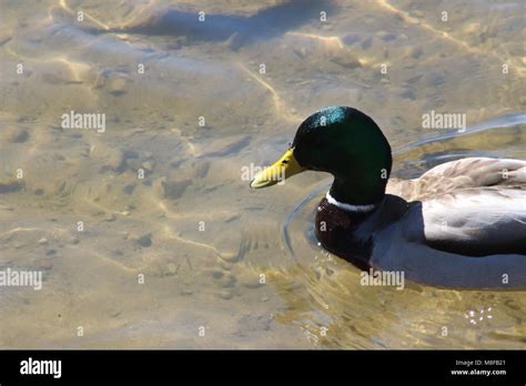 The Mallard Is A Dabbling Duck That Breeds Throughout The Temperate And
