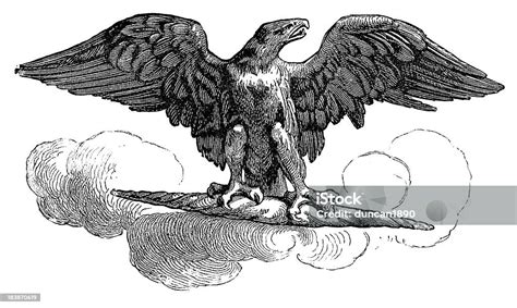 Aquila Eagle