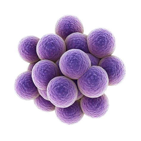 Microscopic Spherical Coccus Bacteria Cluster Showcasing Vibrant