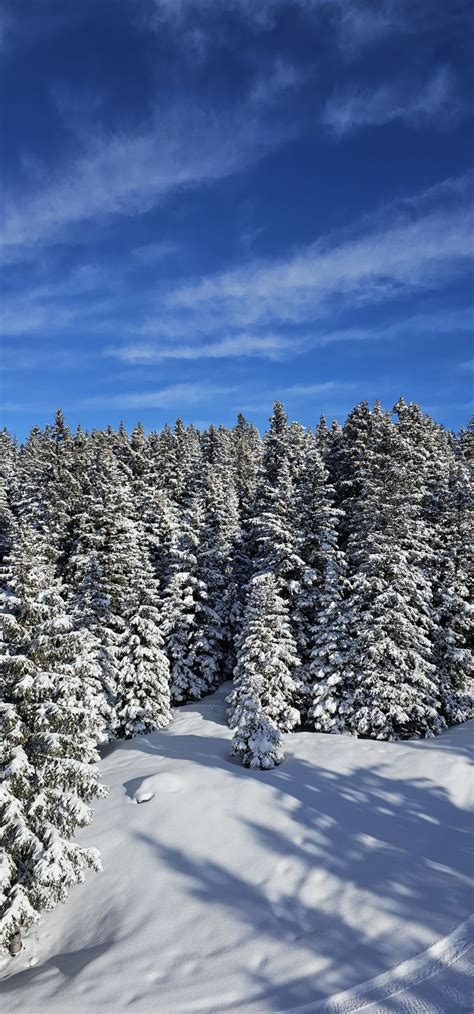 Leadership Reflections Nature Futureofbusiness Timm Urschinger