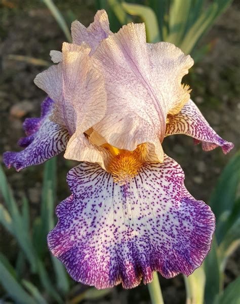 Dots And Splashes Tall Bearded Iris