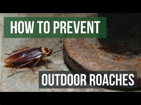 How To Keep Cockroaches Away Outside