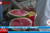 瓜香已浓！百亩瓜田迎来丰收季 为夏日按下“甜蜜启动键” 腾讯新闻