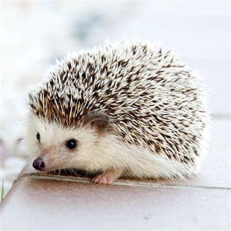 Hedgehog 468228 1920 At Vero Eos Et Accusamus Et Iusto Odi… Flickr