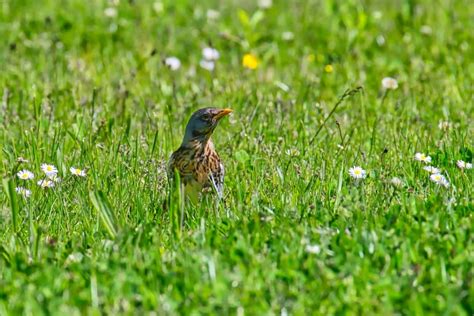 Small Thrush Turdus Pilaris Bird In A Lush Green Grassy Field Stock