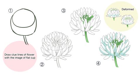White Clover Drawing
