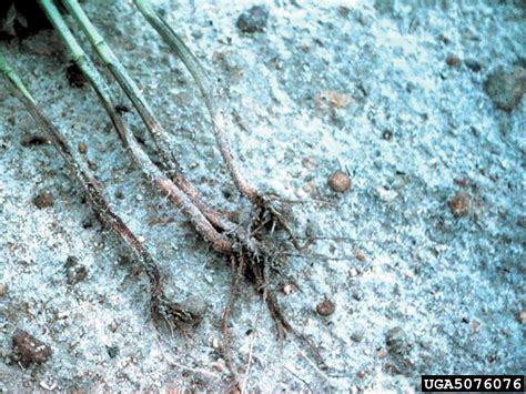 Pythium Diseases Genus Pythium Pringsh