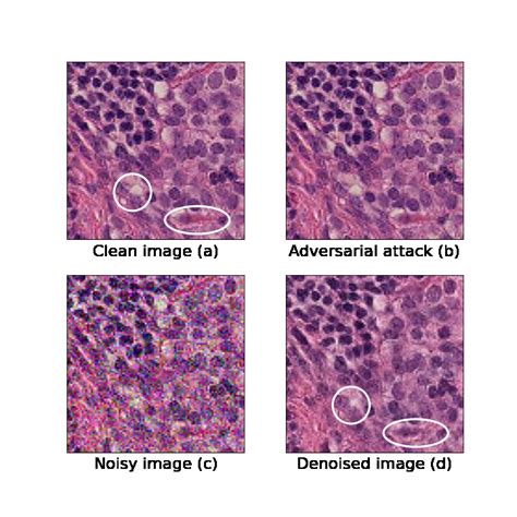 An Example Of A Tissue Sample In The Different Stages Of The Model