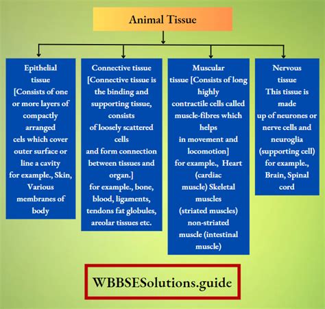 Wbbse Notes For Class 8 General Science And Environment Chapter 6