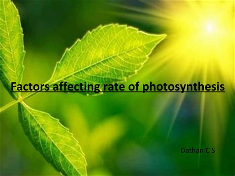 Factors Affecting The Rate Of Photosynthesis Ppt Gardening Home