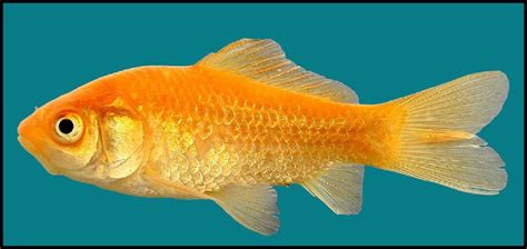 Carassius Alchetron The Free Social Encyclopedia