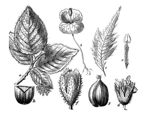 30 Fagus Sylvatica Stock Illustrations Royalty Free Vector Graphics