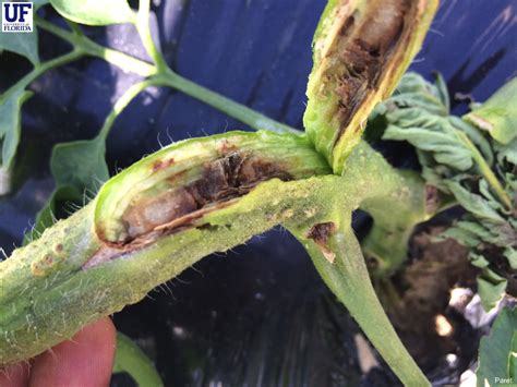 Bacterial Pith Necrosis