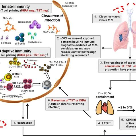 Pdf Human Lung Immunity Against Mycobacterium Tuberculosis Insights Into Pathogenesis And
