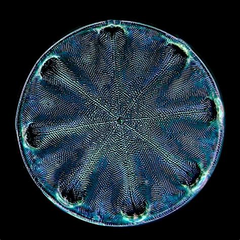 Nature Under Glass Gallery Of Victorian Microscope Slides