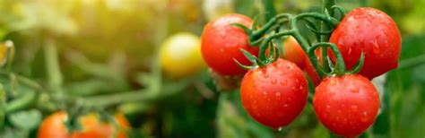 Corprima™ Insecticide Fmc Ag In