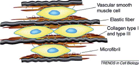 The Lamellar Units Consist Of Concentric Layers Of Elastic Lamellae Download Scientific