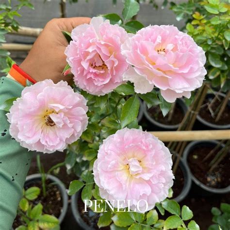 Penelo Tree Rose 🌹 📌 ราคา 1700 บาท ขนาดกระถาง 10 นิ้ว มีจำนวน 3 ต้น 🌹🌹
