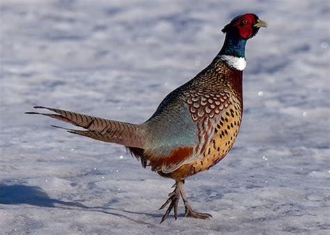 Common Pheasant