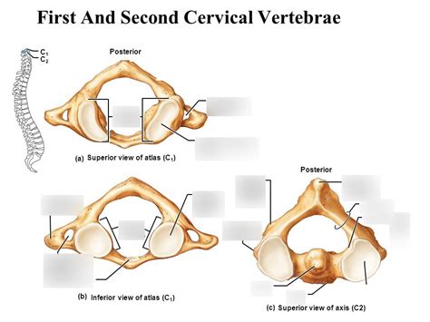 The First And Second Cervical Vertebrae 9 Diagram Quizlet