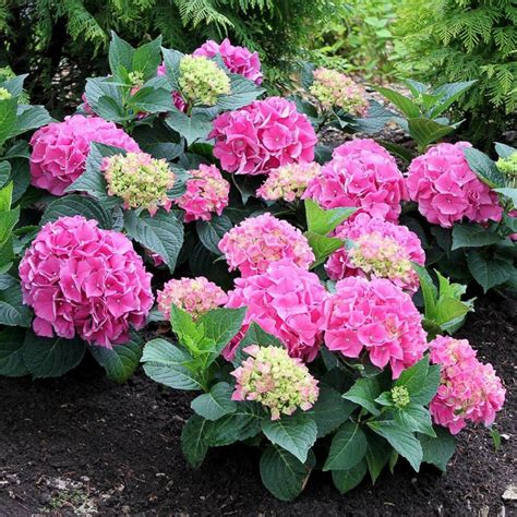 Cityline® Vienna Hydrangea Plant Growjoy