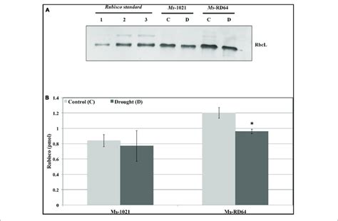Immunoblot Detection Of Rubisco Large Subunit In Extracts From
