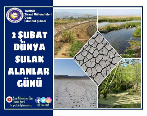Sulak Alan Bataklığı