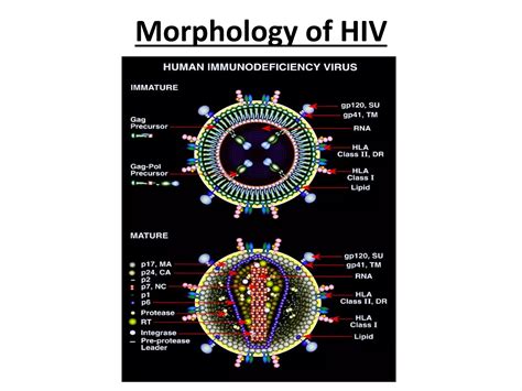 Hiv Aetiology And Pathogenesis Pptx